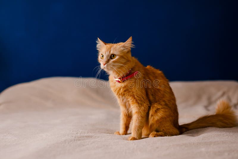 Young Ginger Cat Wearing a Collar Looks Scared and Sits on a Couch ...