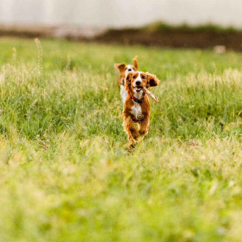 Young Ginger Spaniel Y Running in a Green Field and Playing with a ...