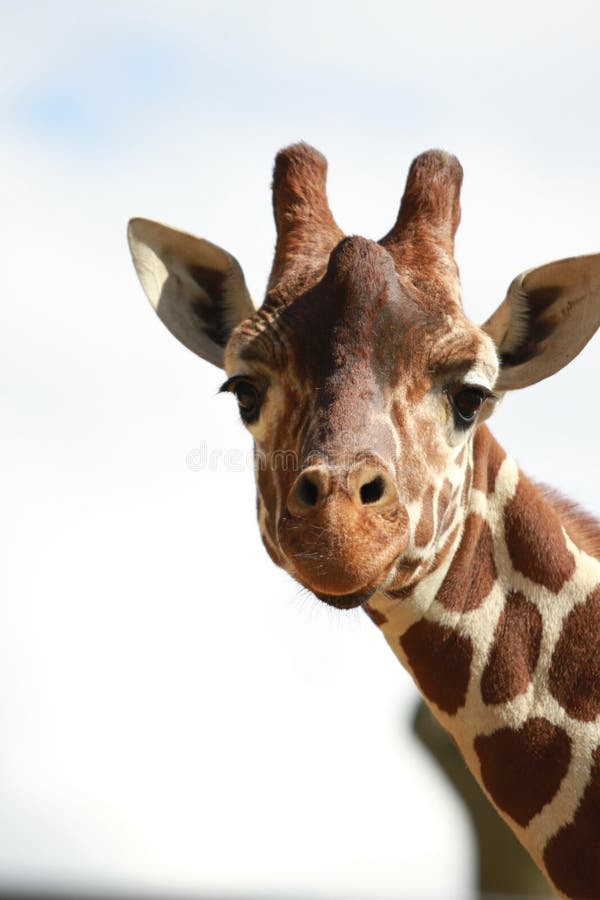A young Giraffe stock photo. Image of black, lady, couple - 53342298