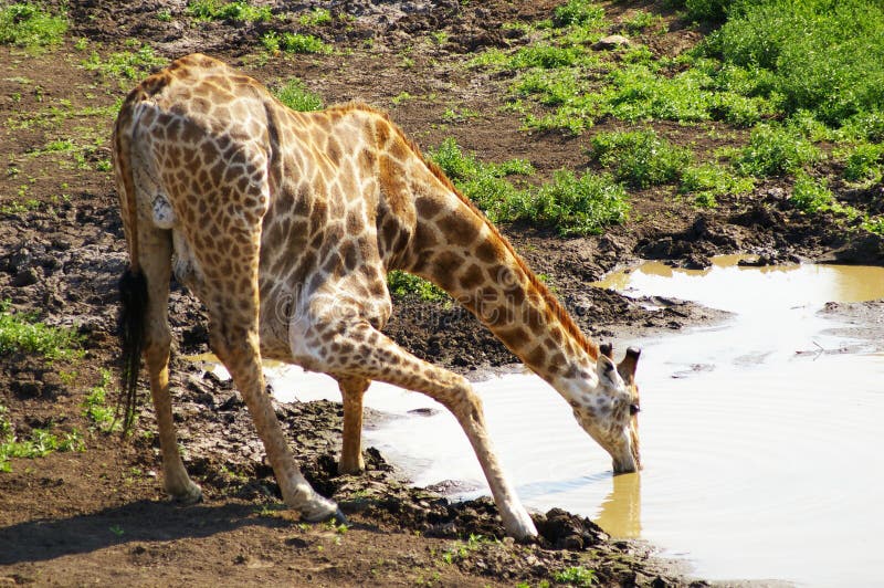 Young Giraffe Drinking Water Stock Photo - Image of puddle, water: 6165104