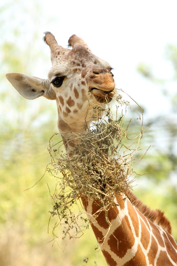 Young giraffe eating stock image. Image of head, wild - 30099231