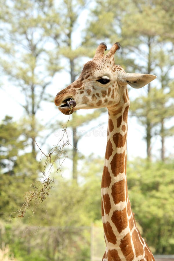Baby giraffe eating stock photo. Image of brown, portrait - 30099234