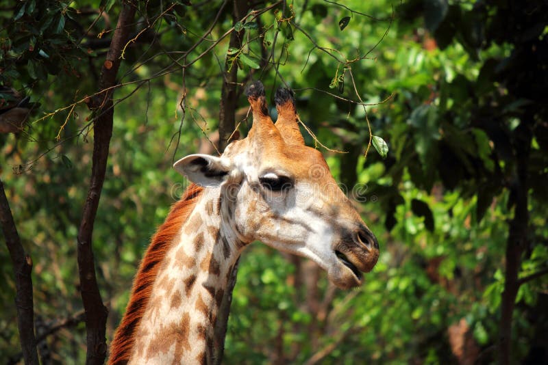 Young Giraffe Eating Leaves Stock Image - Image of dappled, group: 40079959