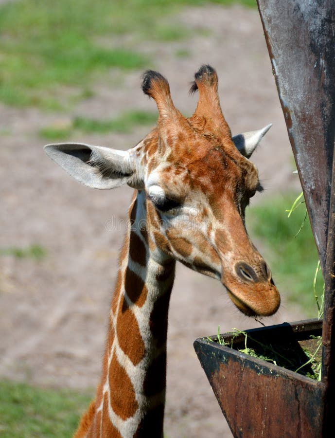 Giraffe feeding stock image. Image of chew, determined - 20256689