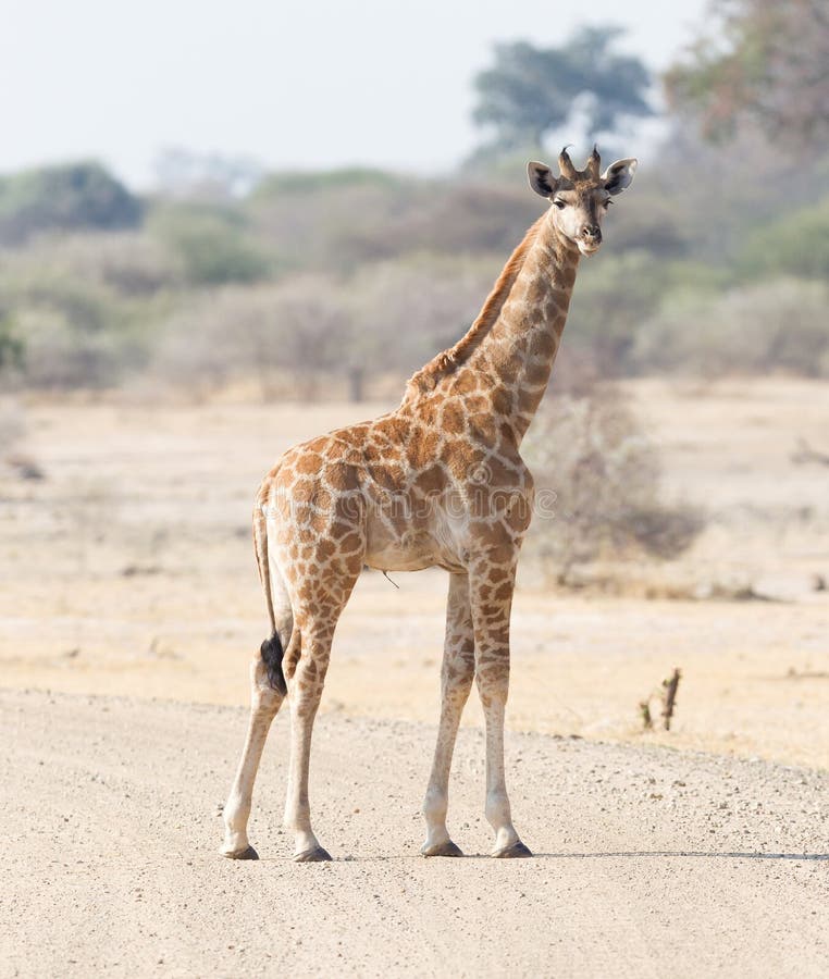 Young giraffe in Namibia stock photo. Image of young - 125334438