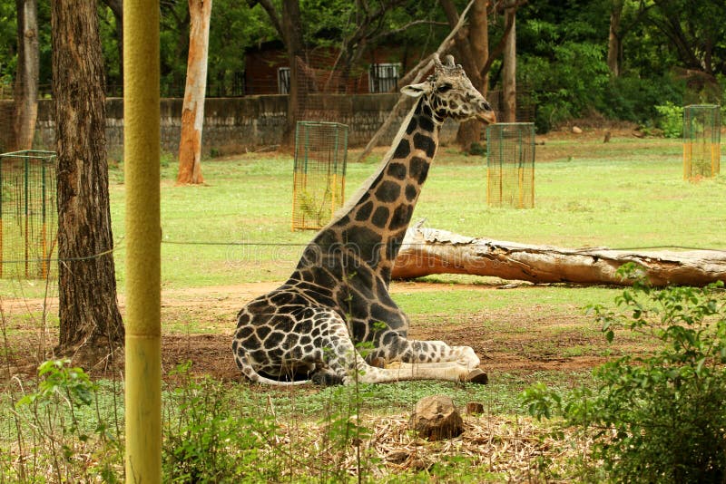 Young Giraffe in National Park, India Stock Image - Image of indian ...