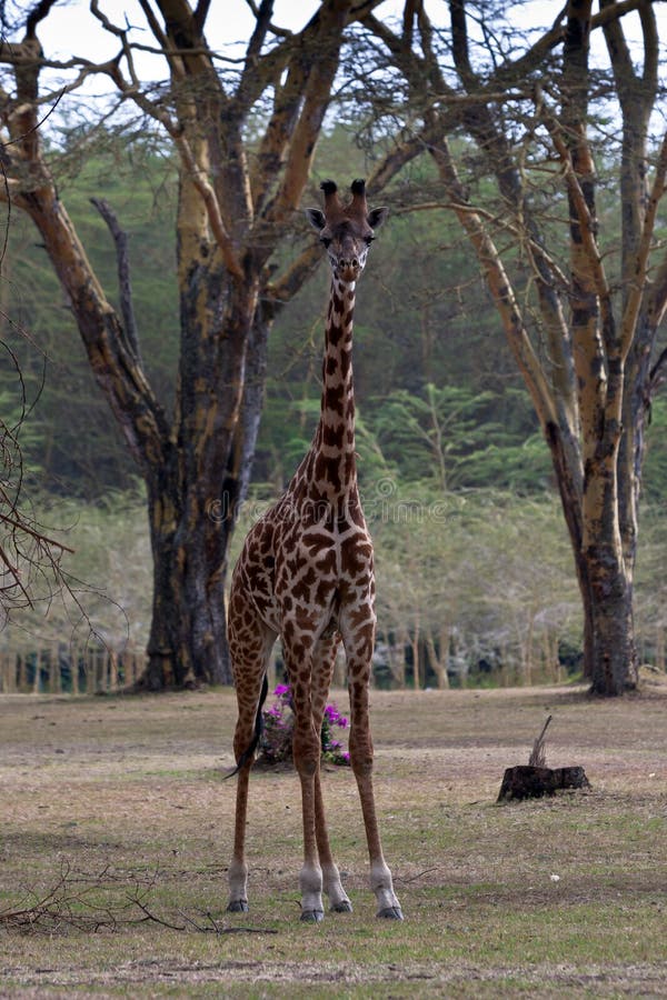 Giraffe Hug Stock Photos - Free & Royalty-Free Stock Photos from Dreamstime