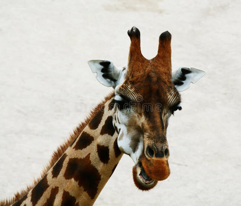 183 Giraffe Laughing Stock Photos - Free & Royalty-Free Stock Photos ...
