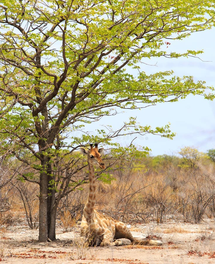Young Giraffe Sitting and Resting Under a Tree with Bright Green Leaves ...