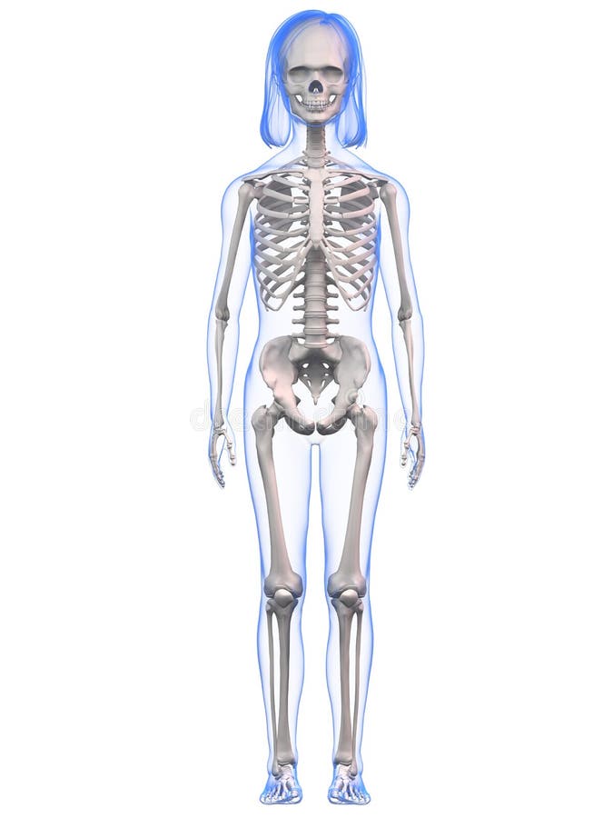 Young girl stock illustration. Illustration of blue, skeletal - 15433880