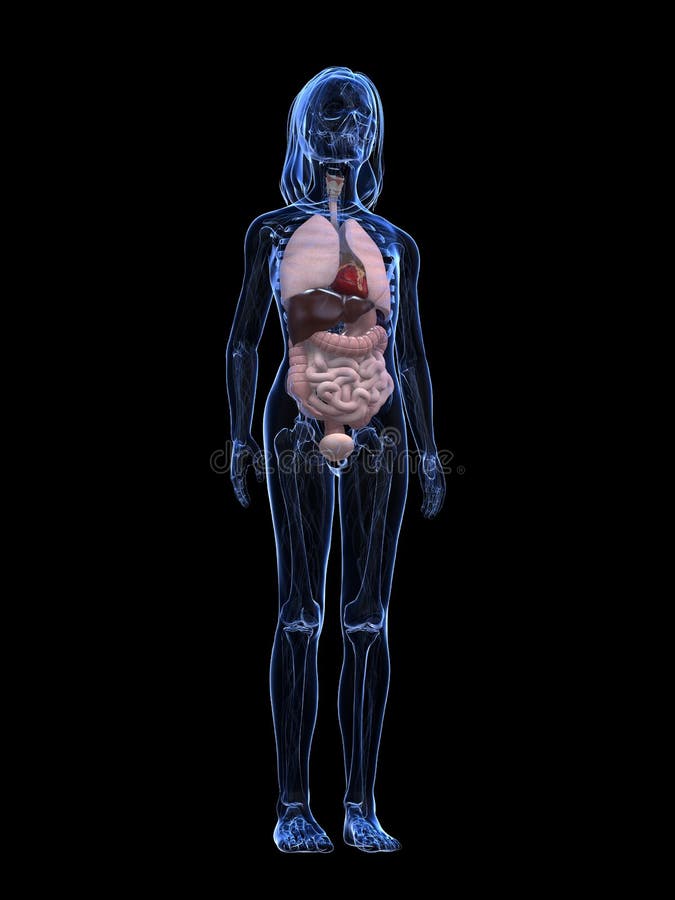 Young girl - anatomy stock illustration. Illustration of transparent ...
