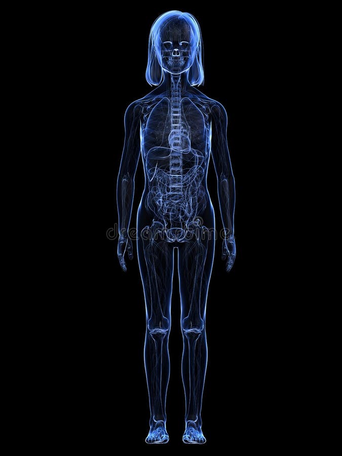 100+ Anatomy girl Free Stock Photos - StockFreeImages