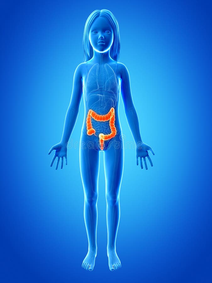 Young girl - the colon stock illustration. Illustration of inflammation ...