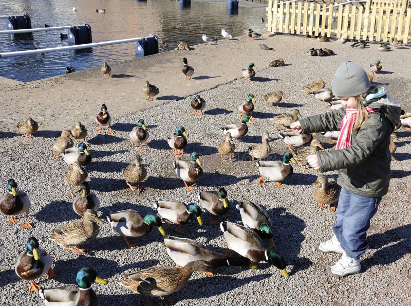 Cute Little Boy Feeding Ducks Stock Image - Image of emotion, bird ... Cute Little Boy Feeding Ducks Stock Image - Image of emotion, bird ...