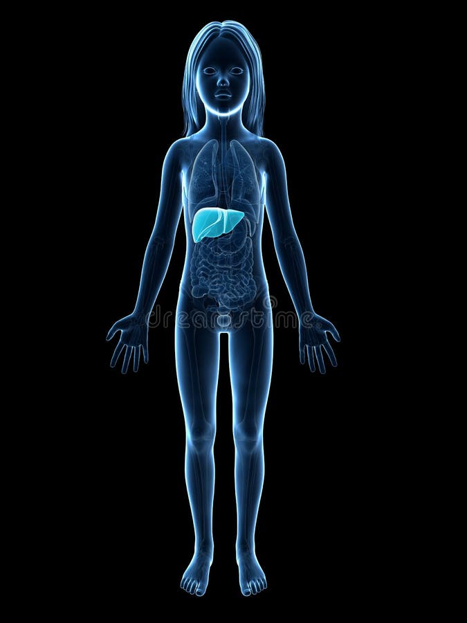 Young girl - the liver stock illustration. Illustration of anatomical ...