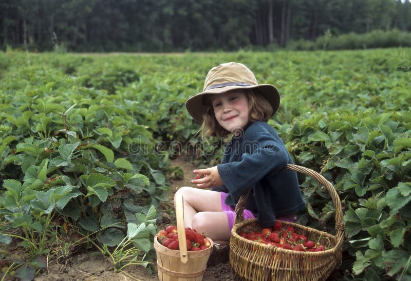 Young Girl Picking Strawberries Stock Photo - Image of strawberries ...