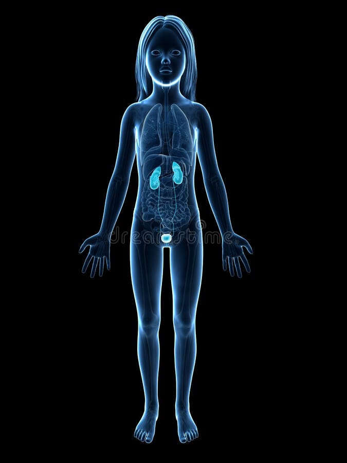 Young Girl - the Urinary System Stock Illustration - Illustration of ...