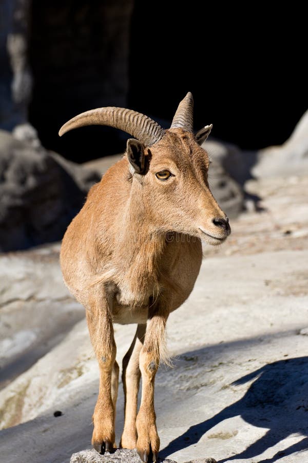 Young goat stock image. Image of rural, farm, agriculture - 21409987