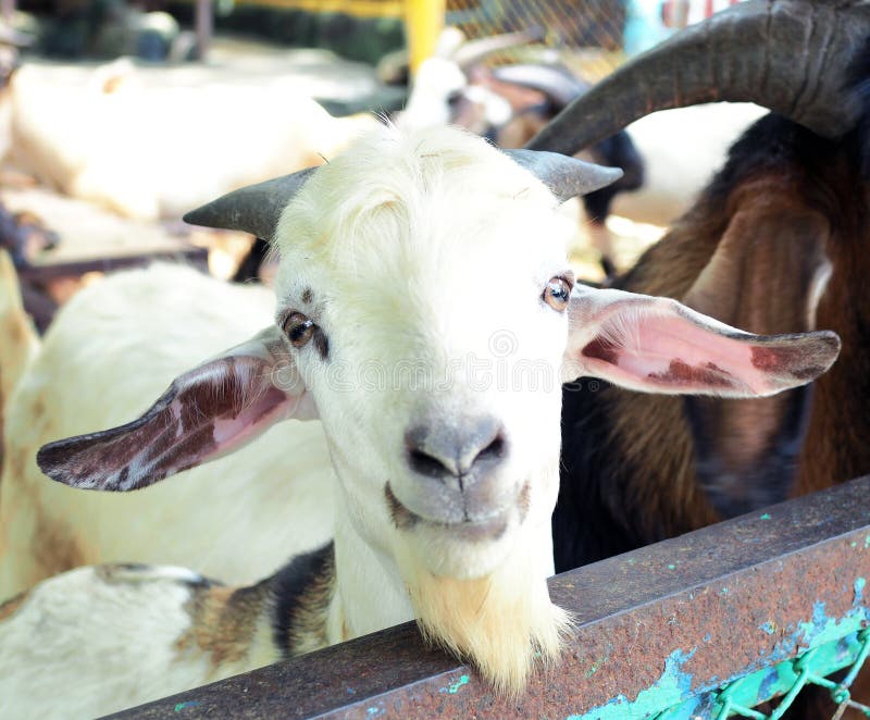 Young Goat Behind Fence Waiting for Feeding, Selective Focus. Stock ...
