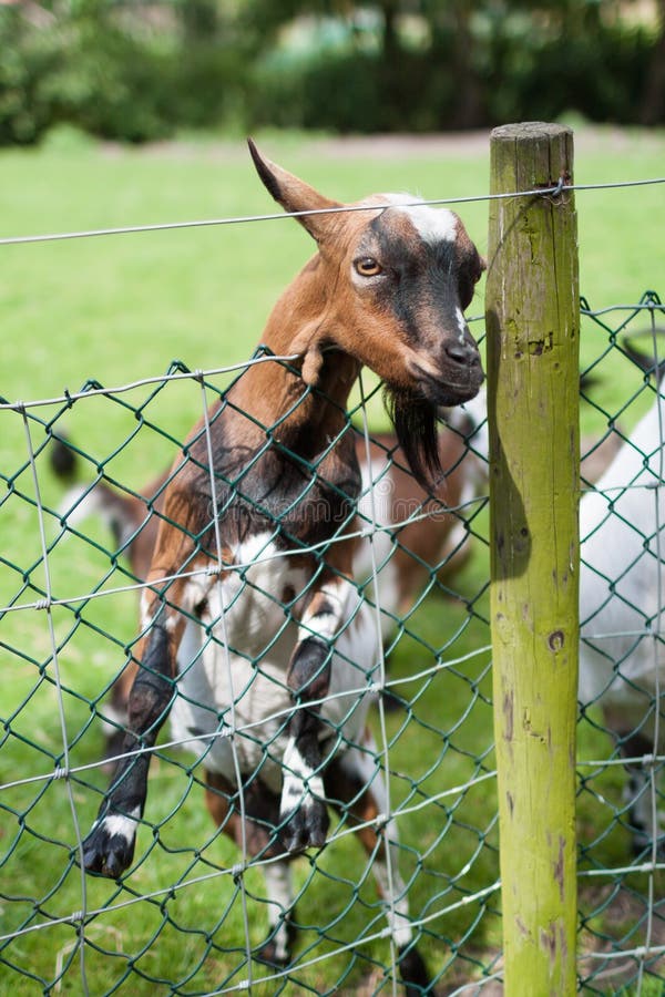 Young goat behind a gate stock photo. Image of petting - 27414260