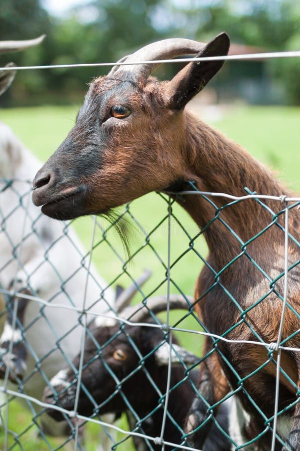 Young goat behind a gate stock photo. Image of tree, green - 27414262