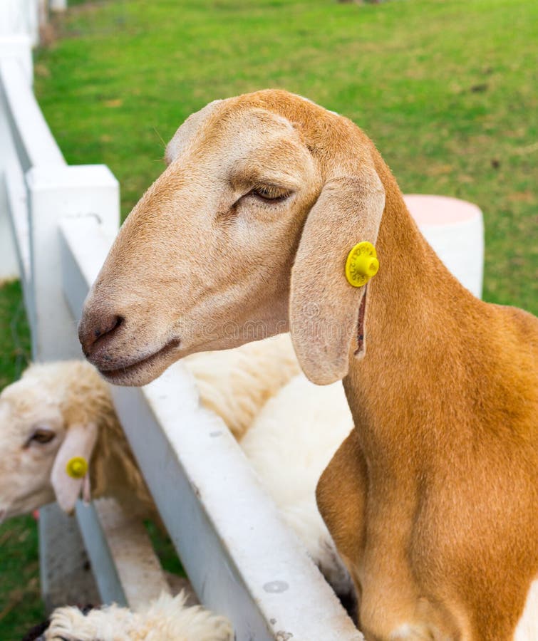 Young goat stock image. Image of mammal, freshness, animal - 54681421