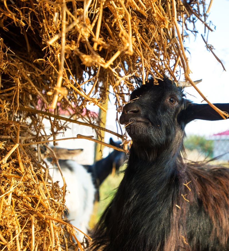 Young Goat Eating Dry Straw in Farm Stock Photo - Image of natural ...
