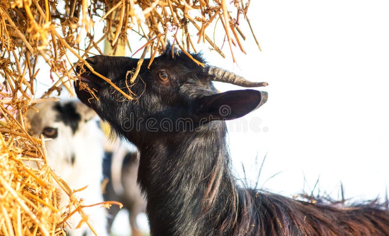 Young Goat Eating Dry Straw in Farm Stock Image - Image of beautiful ...