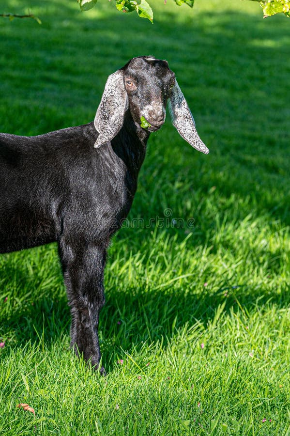 Young Goat Eating Leaves from a Low Lying Tree Stock Image - Image of ...