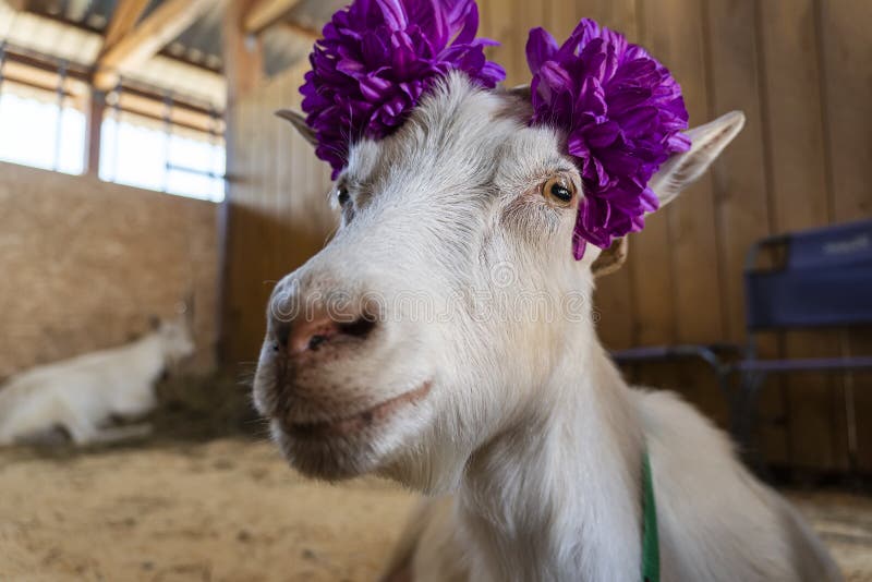 Young Goat on a Farm with a Bow on Her Head for Beauty. Stock Image ...