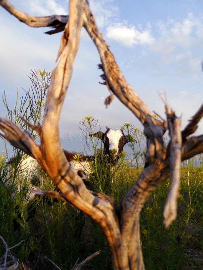 Young Goat Framed by Branches Stock Photo - Image of grazing, camera ...