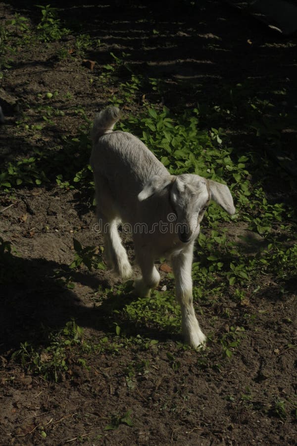 Young goat in garden stock image. Image of green, goat - 166003849