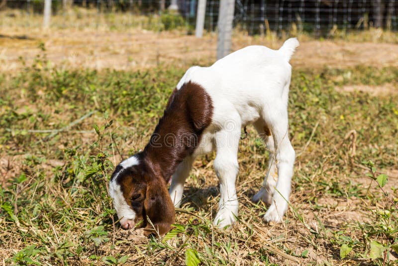 Young goat stock photo. Image of brown, sweetly, farm - 52577734