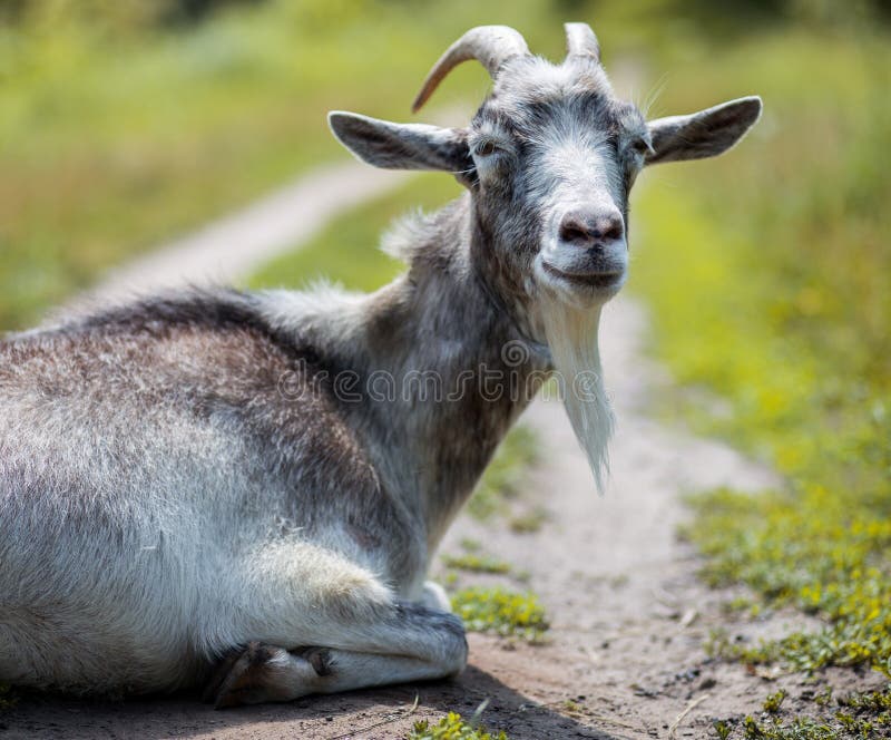 A Young Goat Grazes in a Meadow. Portrait of a Funny Goat. the Goat is ...