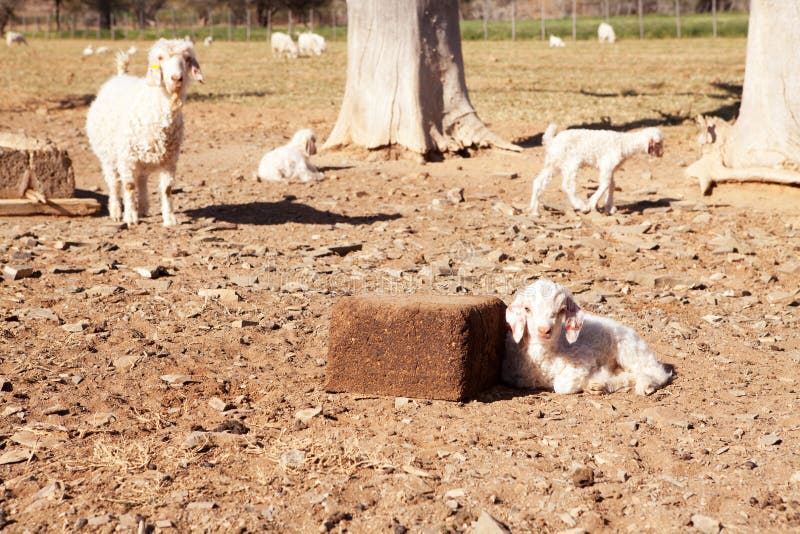 Young Goat Lying Down with Adult Watching Stock Photo - Image of plants ...