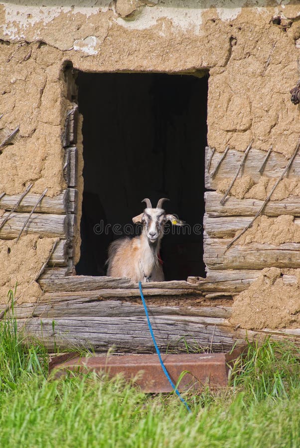 115 Goat Looking Window Stock Photos - Free & Royalty-Free Stock Photos ...