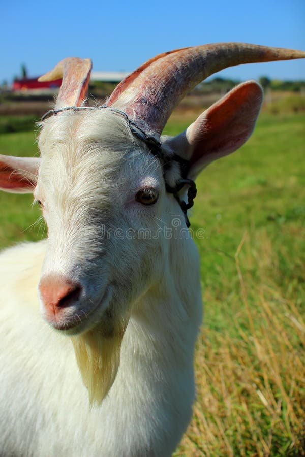 Goat Watching in Green Grass Stock Image - Image of outdoor, face ...