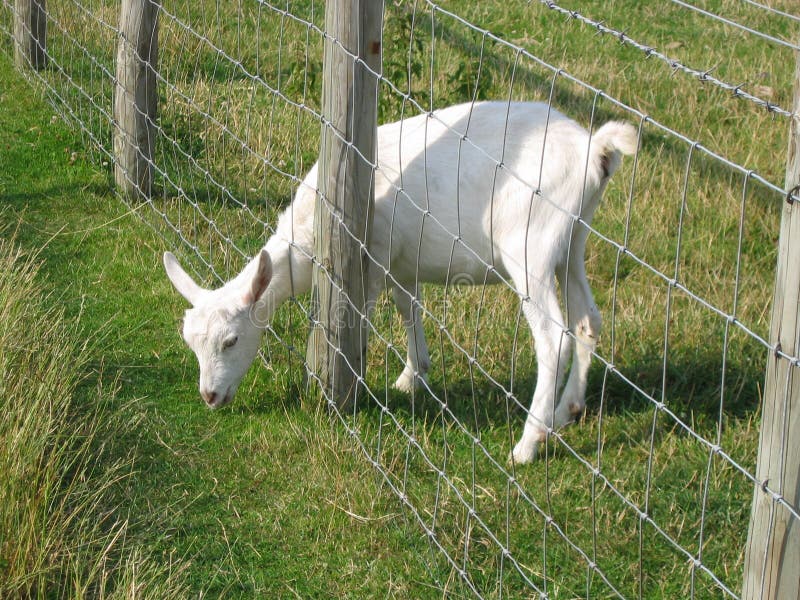 Young Goat Grazing in Lebanon Stock Photo - Image of grass, brushy ...
