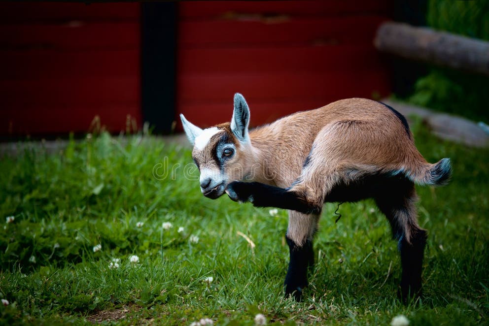 A young goat scratching stock photo. Image of chevron - 20135942
