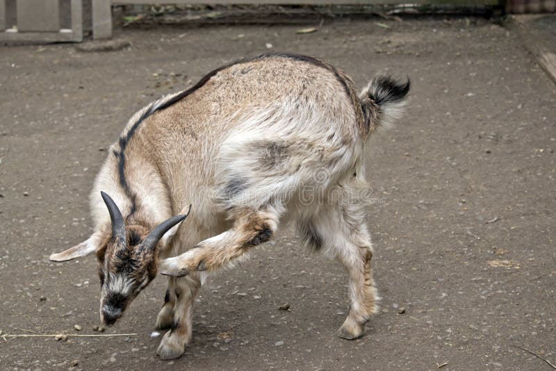 Goat Scratching His Own Back with Horns Stock Photo - Image of scratch ...