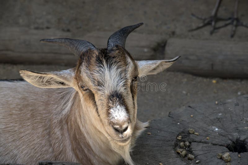 Goat close up stock photo. Image of close, black, animal - 111899954