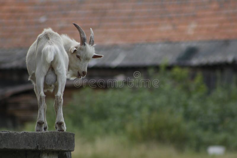 Young Goat stock photo. Image of hairy, animal, polish - 75178648