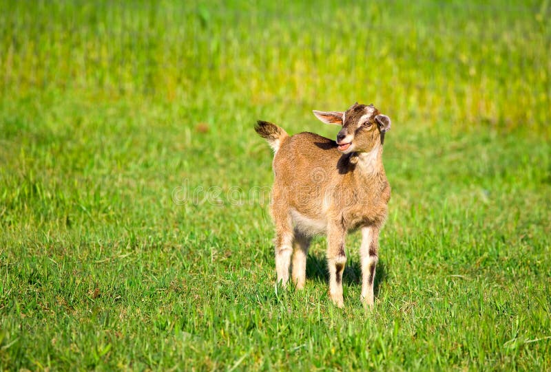 Young Goat in Spring Field stock image. Image of perspective - 6365877