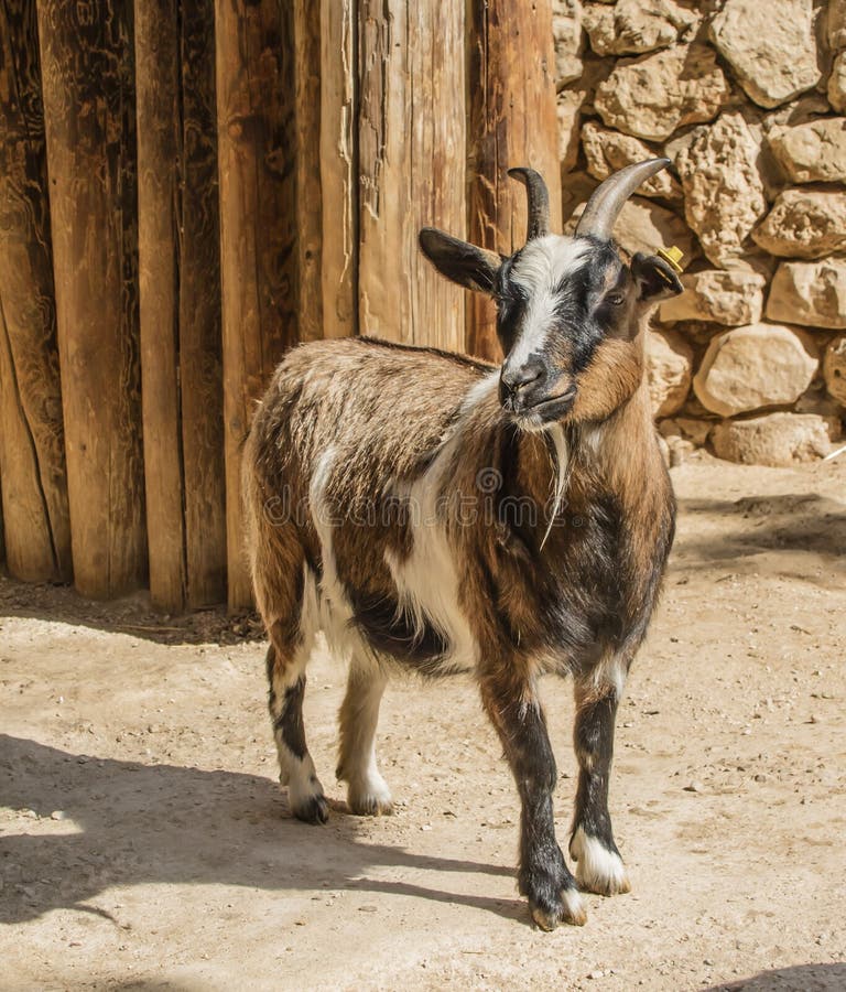 A Young Goat stock photo. Image of small, rural, domestic - 114804404