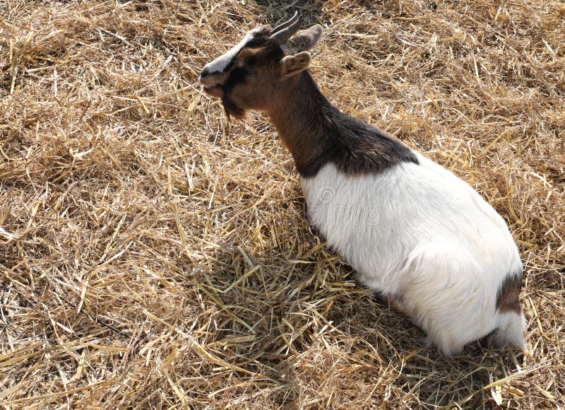 Young goat on the sty stock photo. Image of stall, stable - 140182398