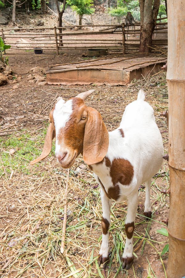 Young Goat in Thailand stock photo. Image of wood, ratchaburithailand ...