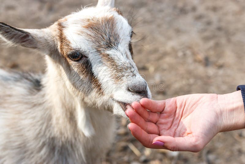 Young Goat, and a Woman`s Hand Stock Image - Image of female, afraid ...