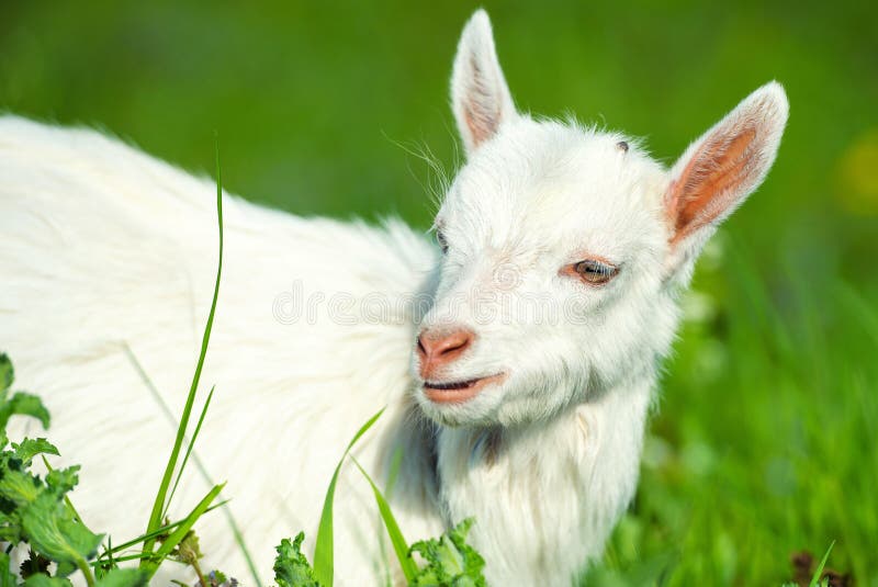 Young goat stock photo. Image of grazing, baby, meat - 156045354