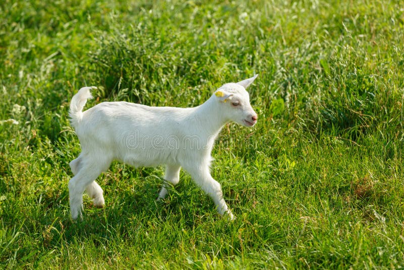 Young goating on a pasture stock image. Image of field - 74419977