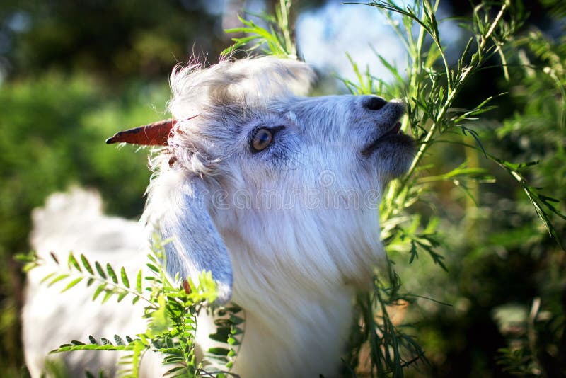 Young goatling stock image. Image of neck, hair, horn - 21978855
